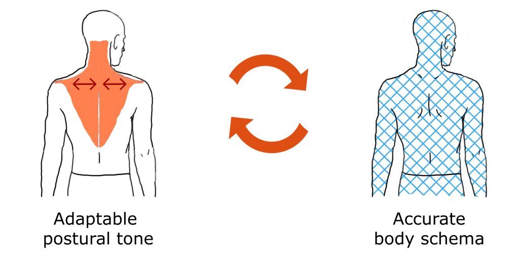 Why your map matters: body schema and postural tone | Bristol Alexander ...