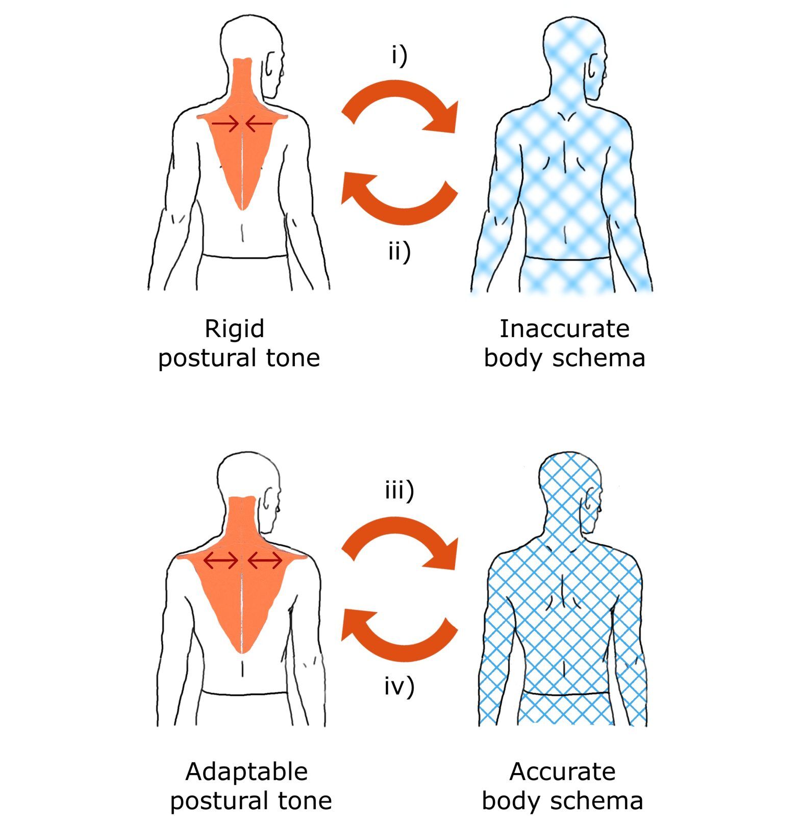 Why your map matters: body schema and postural tone | Bristol Alexander Studio